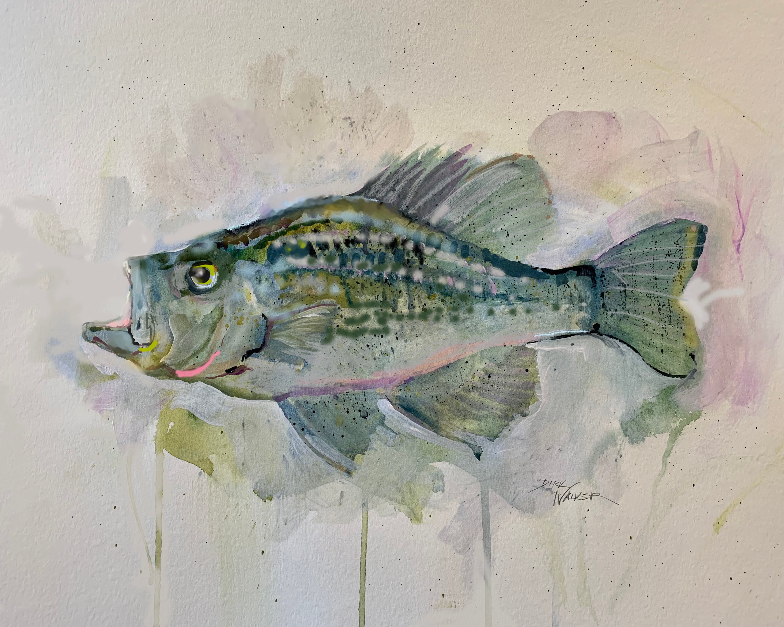 HS104 Collectors Closed Edition Print - Black Crappie | Dirk Walker ...